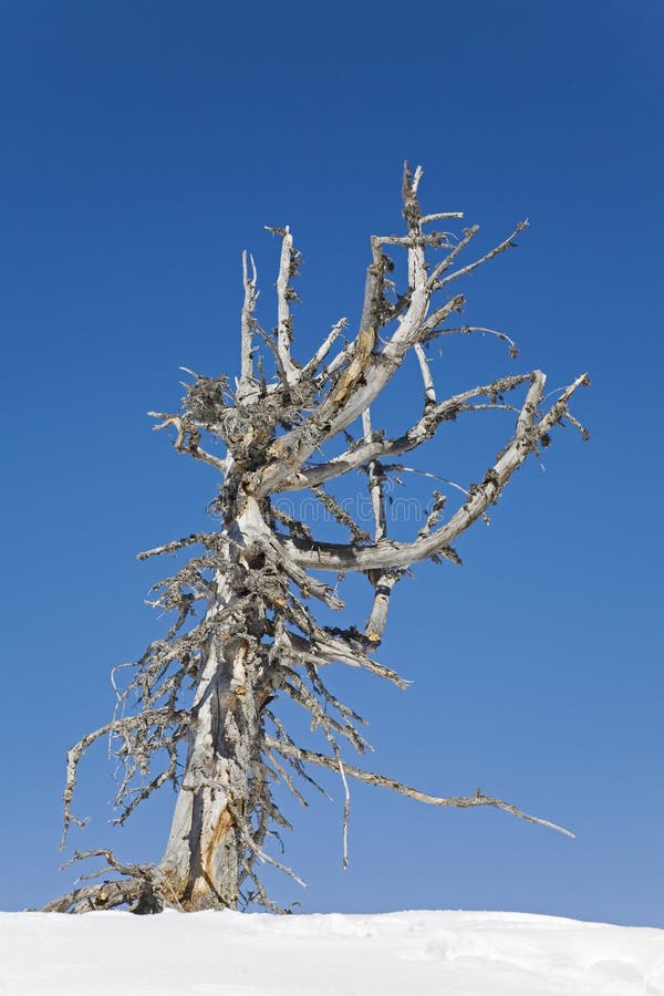 Old larch in winter stock photo. Image of silence, mountain - 14314308