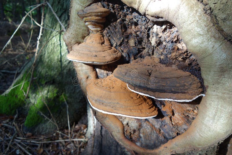 A large bracket fungus stock photo. Image of fallen - 133196234