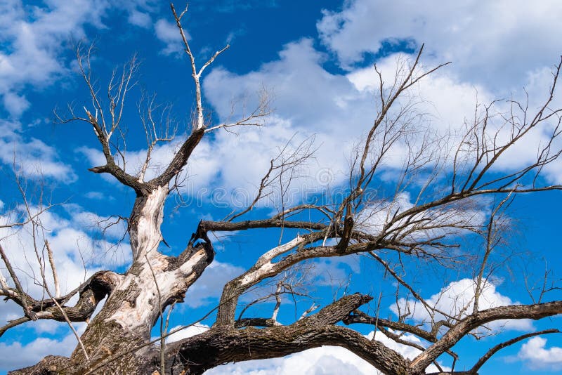 An Old Large Dead Tree Stretches Its Branches As If it Were As If with ...