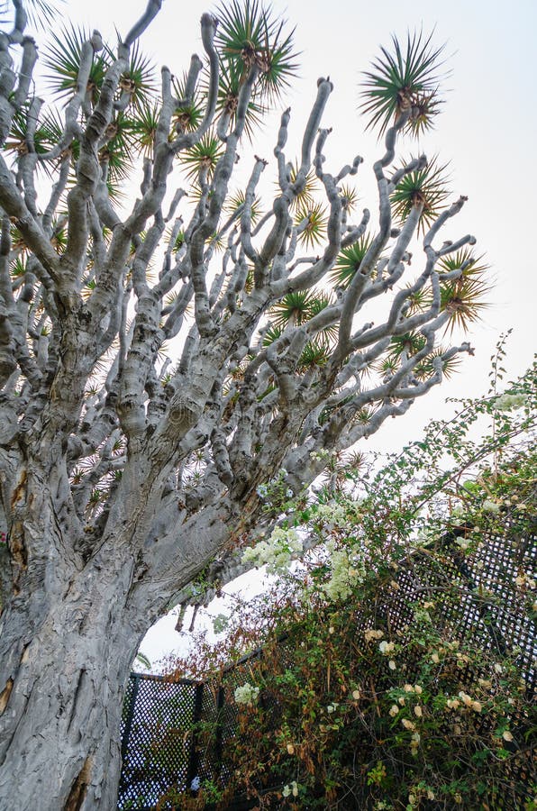 A large dragon fruit farm stock photo. Image of harvest - 111905094
