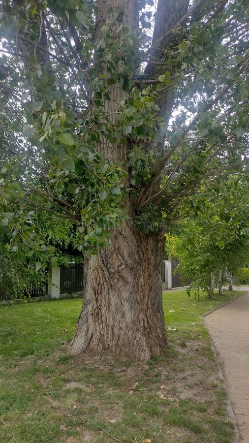 Old Large Linden Tree in the Park Stock Image - Image of daytime ...