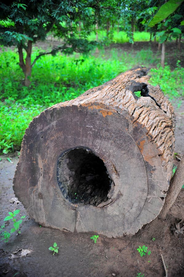 Old large log stock photo. Image of large, brown, energy - 59257634