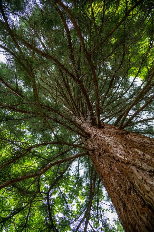 Old, Large and Majestic Tree Stock Photo - Image of forest, large ...