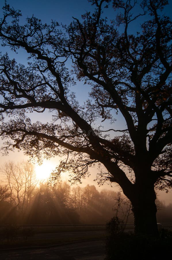 Old, Large Oak Tree in Sun Light on Sunset. Stock Photo - Image of ...