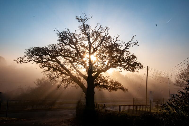 Old, Large Oak Tree in Sun Light on Sunset. Stock Image - Image of ...