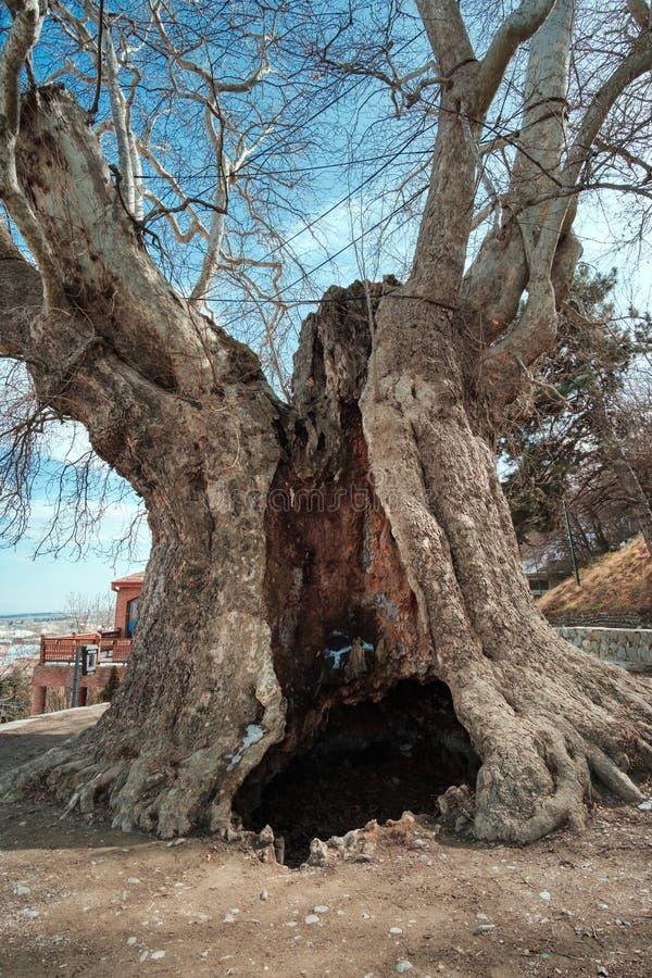 Old large plane tree stock image. Image of outdoor, garden - 228592337