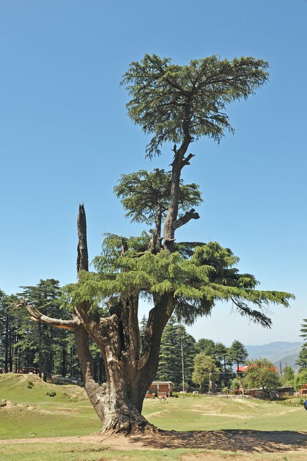 Large Single Tree With Beautiful Dark Green Tree Trunk And Clear Blue ...
