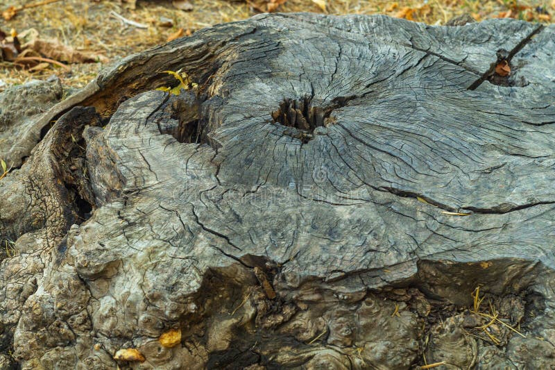 An Old Large Stump of Cut Wood with Deep Longitudinal Cracks. Black ...
