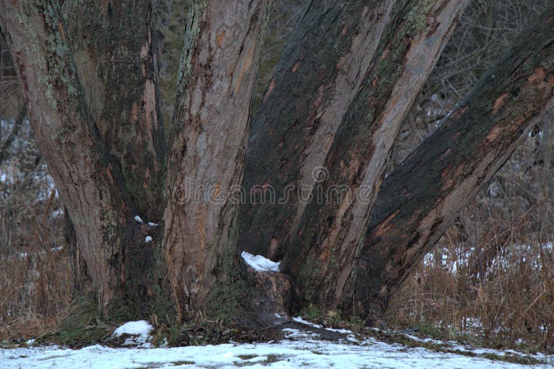 Old Large Tree with Many Branches Stock Image - Image of brown ...