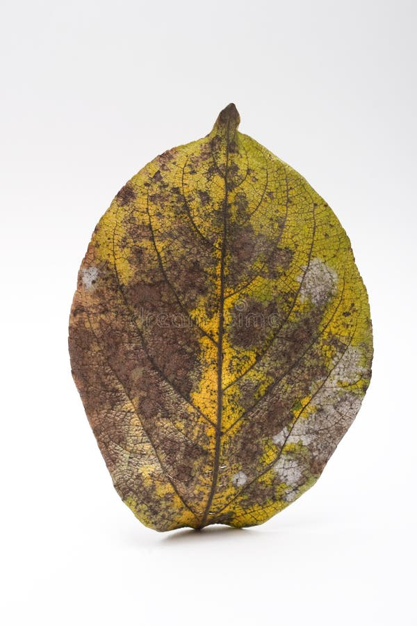 Old leaf stock image. Image of botany, color, green, yellow - 3388595