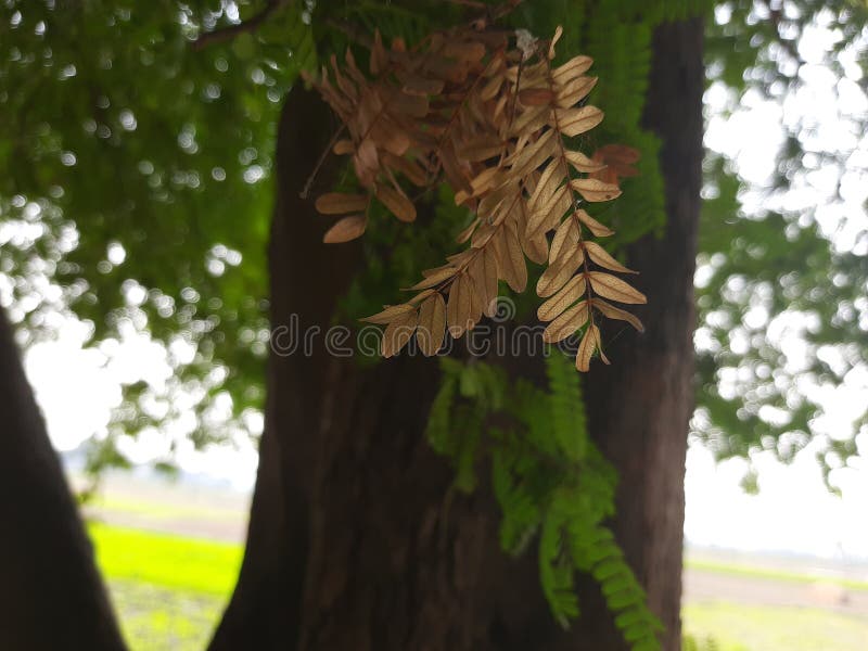 Old Leaf stock photo. Image of leaf, brown, naturephotography - 166870688
