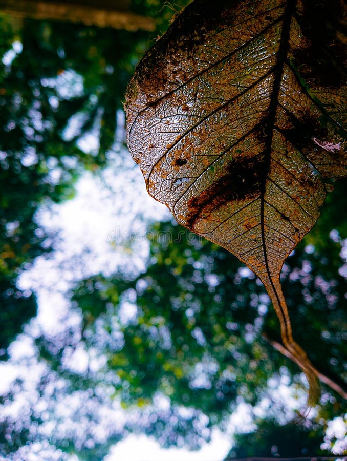 Old leaf cute picture stock photo. Image of autumn, leaf - 250911992