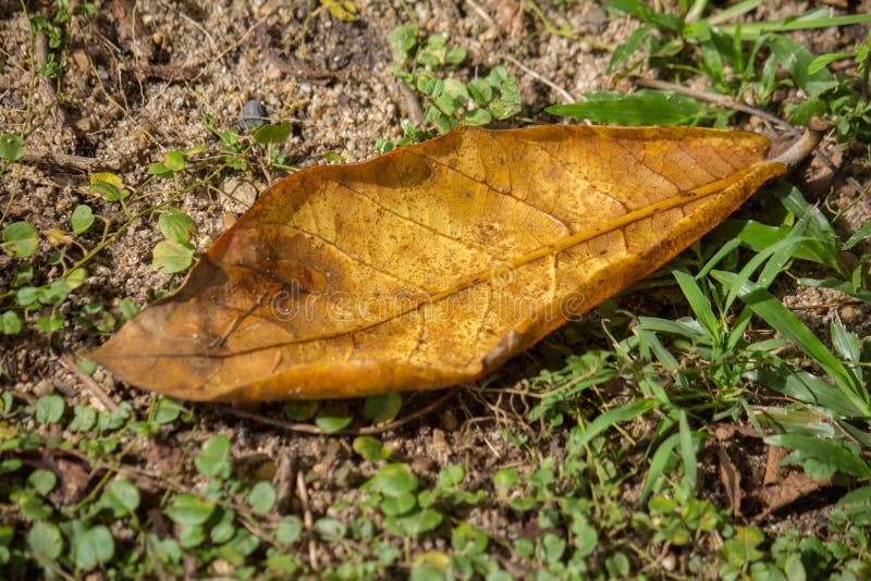 Old leaf fall stock image. Image of bark, beautiful, organic - 78130839