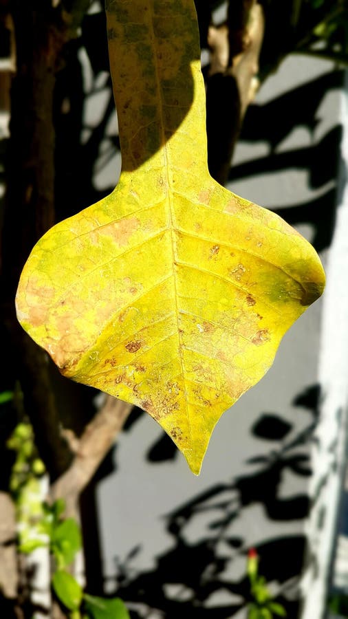 Old Leaf Stock Photos - Download 364,034 Royalty Free Photos