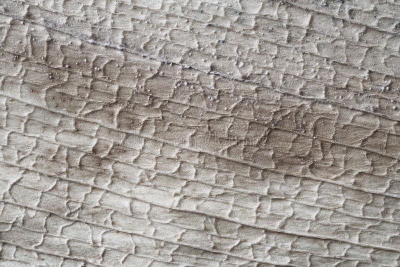 Old Leaf Macro Texture. Grey Texture of the Sheet. Stock Photo - Image ...