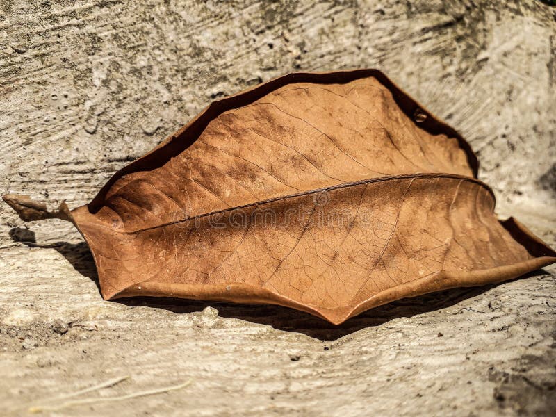 Old Leaf stock image. Image of carving, wood, ground - 228622883