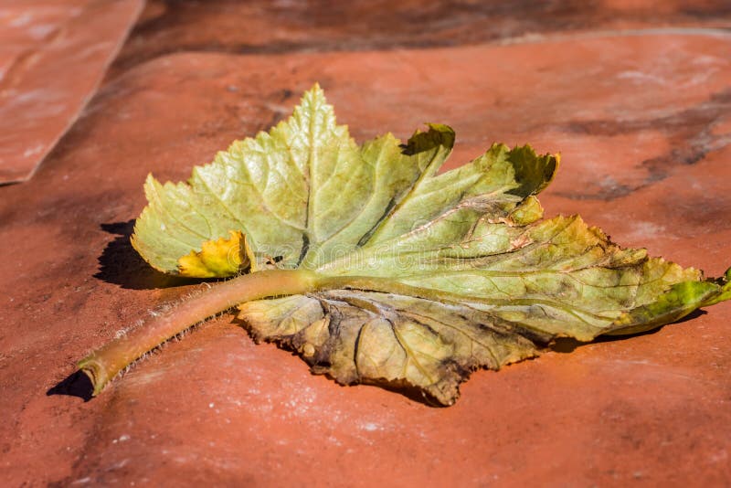 An Old Leaf on Rusty Sheet Metal Stock Photo - Image of rusty, closeup ...