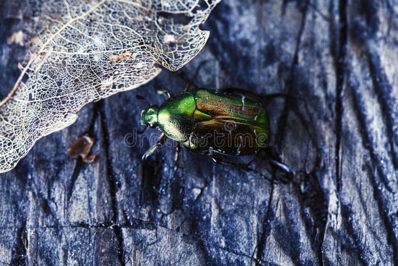 Old Leaf Skeleton on Dark Wood with Bug on it, Nature Texture Close Up ...