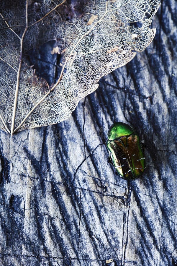 Old Leaf Skeleton on Dark Wood with Bug on it, Nature Texture Close Up ...