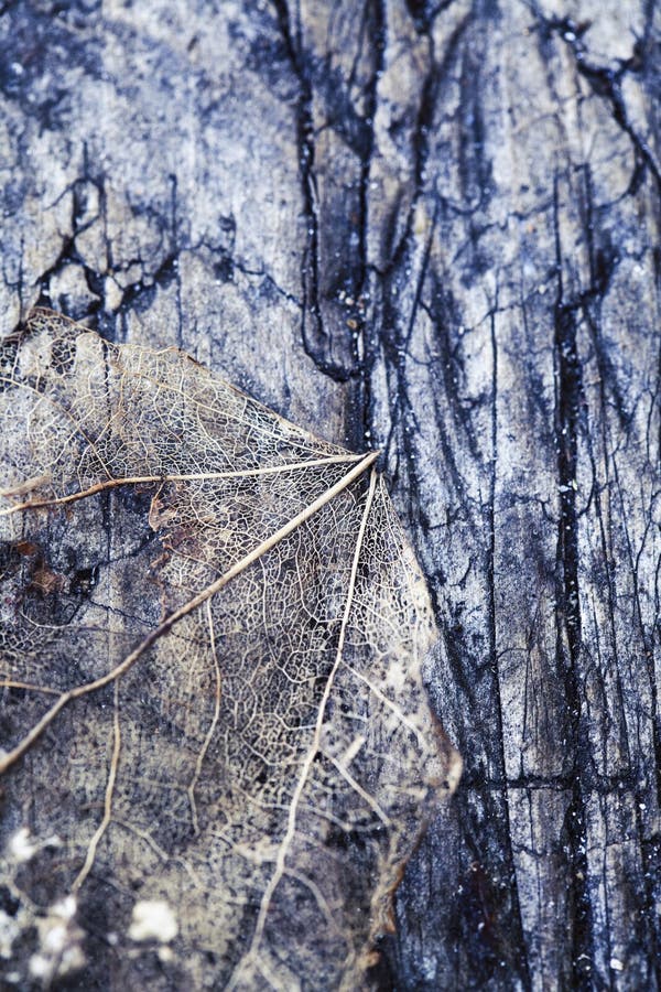 Skeleton Old Bush Stock Photos - Free & Royalty-Free Stock Photos from ...