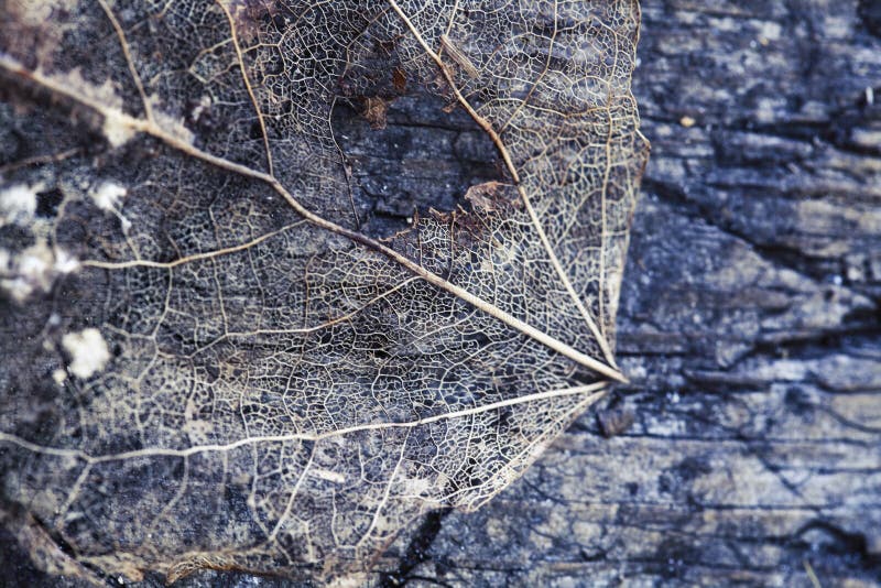 Skeleton Old Bush Stock Photos - Free & Royalty-Free Stock Photos from ...