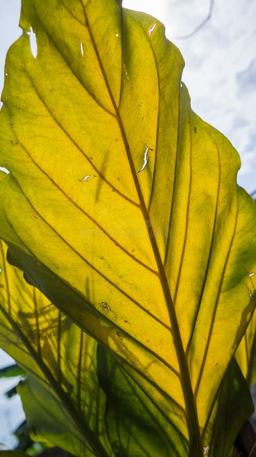Old leaf and sunlight stock image. Image of natural, beautiful - 83472209