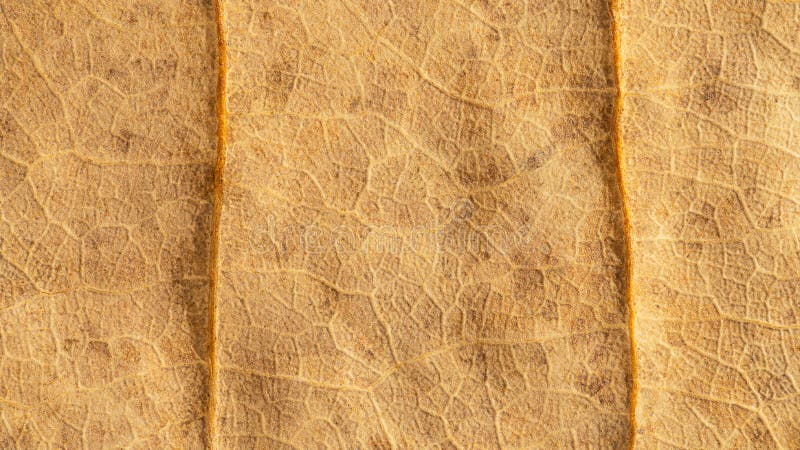 Old Leaf Surface, Close Up Texture Background Stock Photo - Image of ...