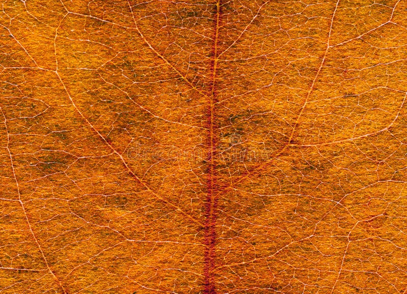 Old leaf texture stock image. Image of closeup, part, detail - 9735989