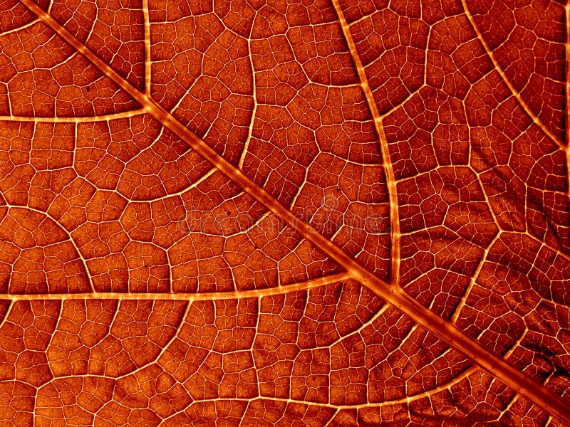 Old leaf texture stock image. Image of mesh, veins, bright - 9735989