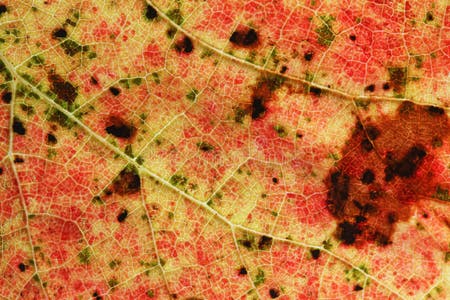 Old leaf texture stock image. Image of ecological, dramatic - 55320791