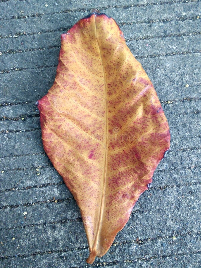 Old leaf texture stock image. Image of cooking, thailand - 91411303