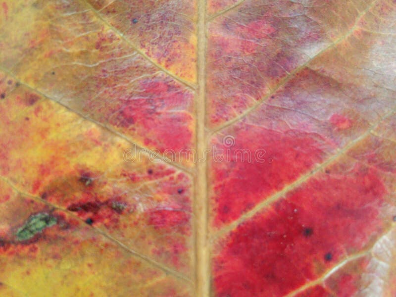 Old leaf texture stock image. Image of closeup, thailand - 91411305