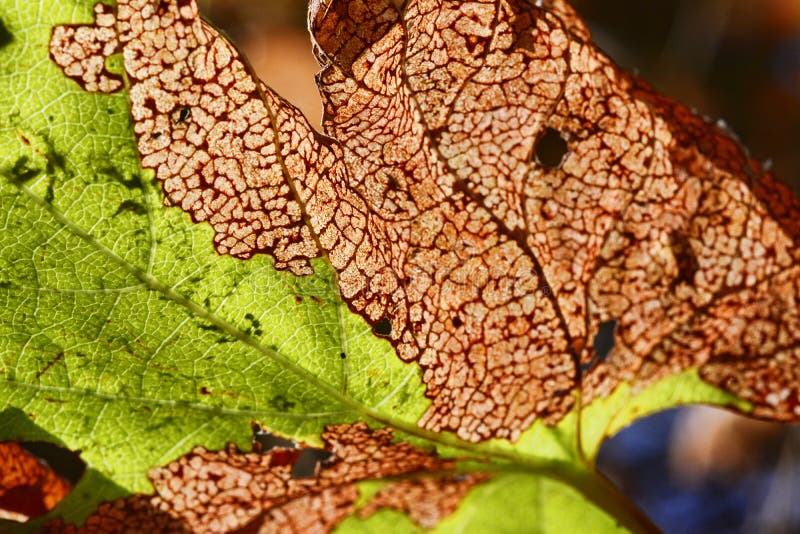 Old leaf texture stock image. Image of symbol, close - 45323009