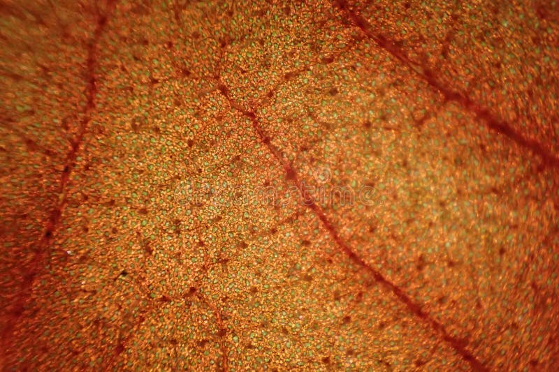 Old leaf texture stock image. Image of detail, nature - 308186231