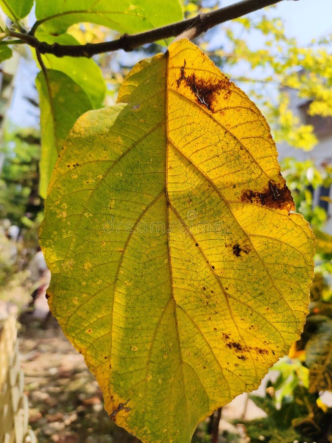 An Old Leaf yet To Sade from the Branch Stock Image - Image of yellow ...