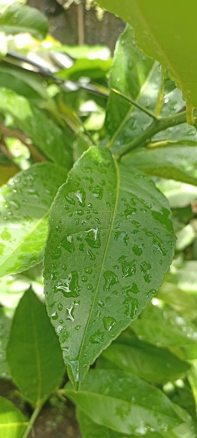 Old leaf from the tree stock photo. Image of produce - 267673394