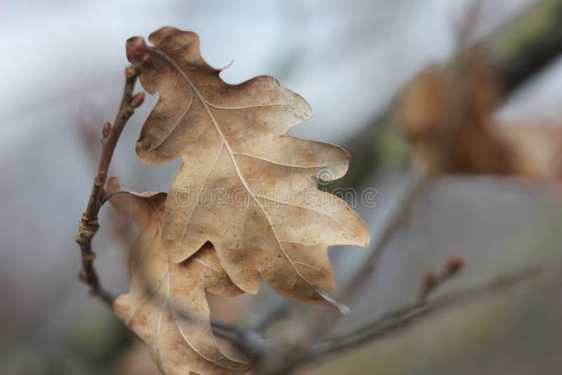 Old Leaf Tree Macro Background Stock Image - Image of composite, crop ...