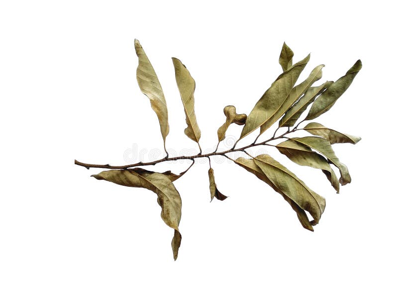 Old Leaf on White Background. Stock Photo - Image of botany, home ...