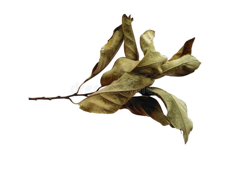 Old Leaf on White Background. Stock Photo - Image of foliage, element ...