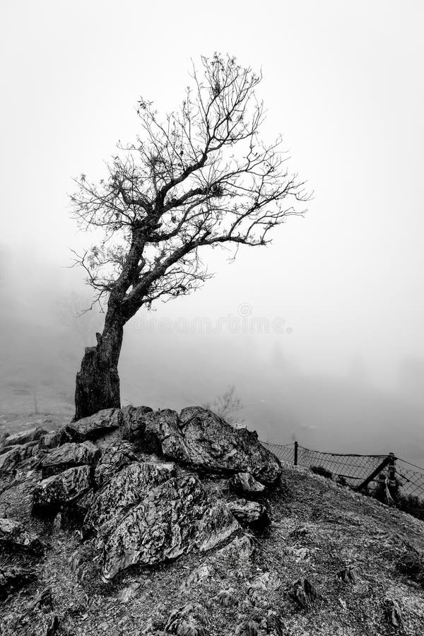Abstract Black White Creepy Tree Stock Images - Download 471 Royalty ...