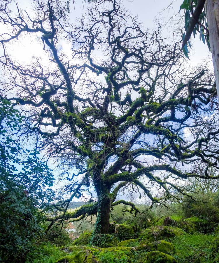 Old Leafless Oak Tree in a Forest with the Blue Sky in the Background ...