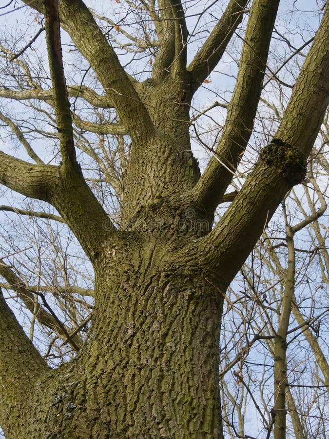 Old leafless oak tree stock photo. Image of single, agriculture - 40093690
