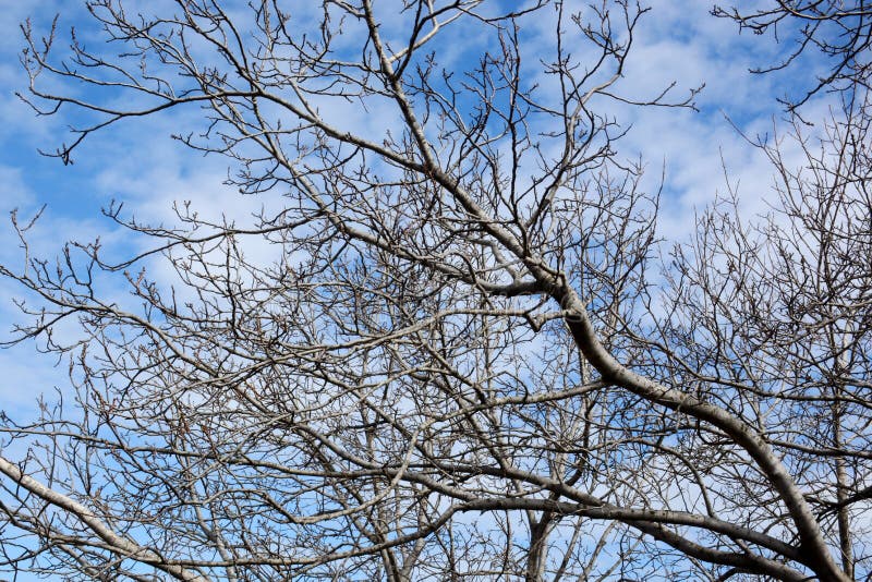Old Leafless Tree Branches on Sky Background, Juglans Branches. Stock ...