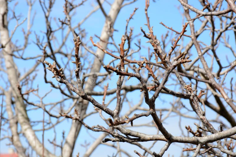 Old Leafless Tree Branches on Sky Background, Juglans Branches. Stock ...