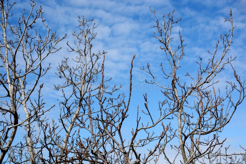 Old Leafless Tree Branches on Sky Background. Stock Photo - Image of ...