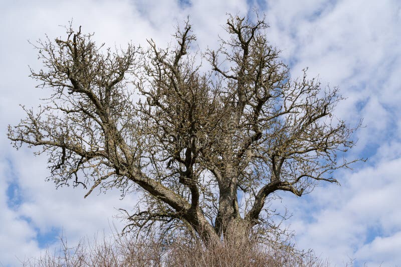 Old Leafless Tree with Cloudy Sky in Spring Stock Image - Image of april, shape: 279385163