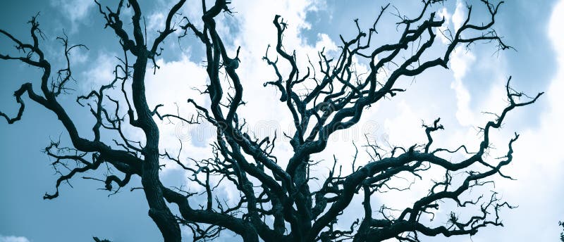 Old Leafless Tree Crown of Oak Tree Stock Image - Image of creepy ...