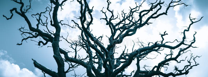 Old Leafless Tree Crown of Oak Tree Stock Image - Image of dark, tree ...