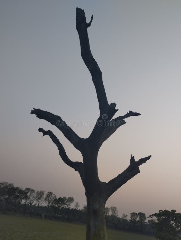 A Old Leafless Tree in Nature Beauty Stock Photo - Image of nature ...