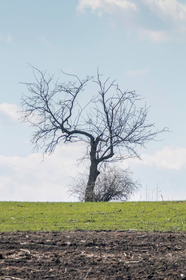 Old Leafless Tree Standing on a Field Stock Image - Image of scene ...